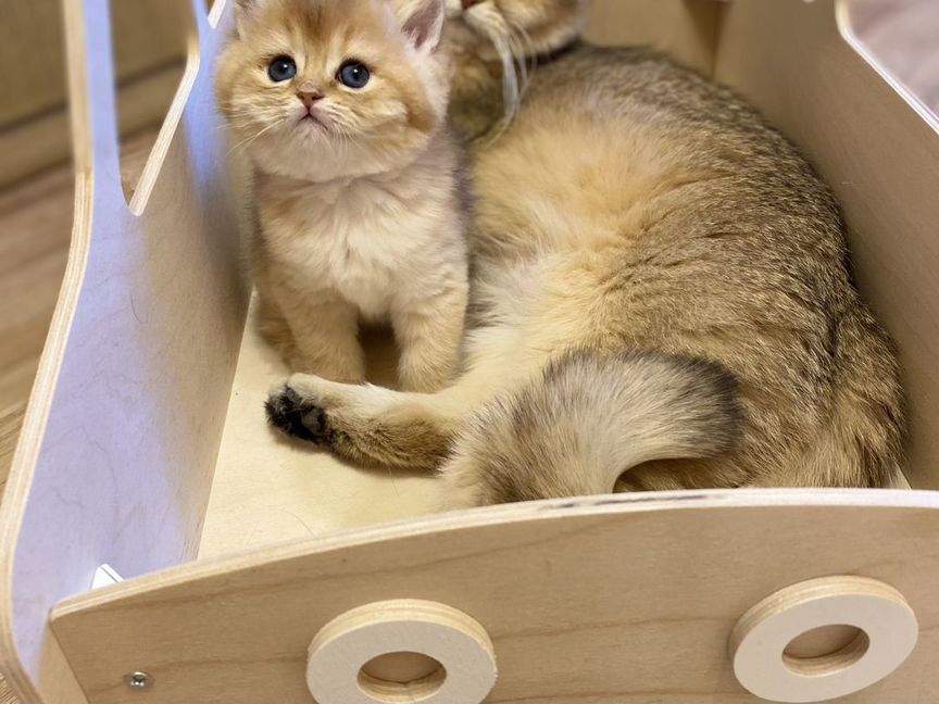 Продаются котята Британцы