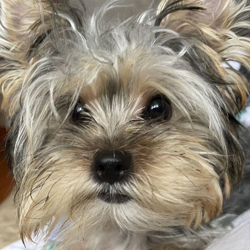 Йоркширский терьер