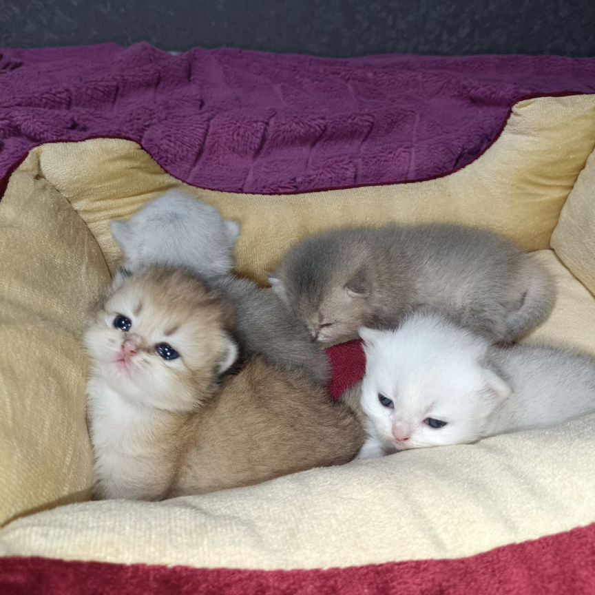 Британская кошечка