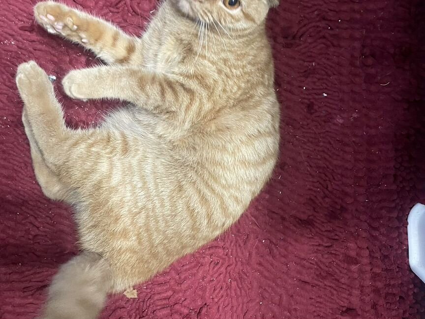 Шотландская вислоухая кошка