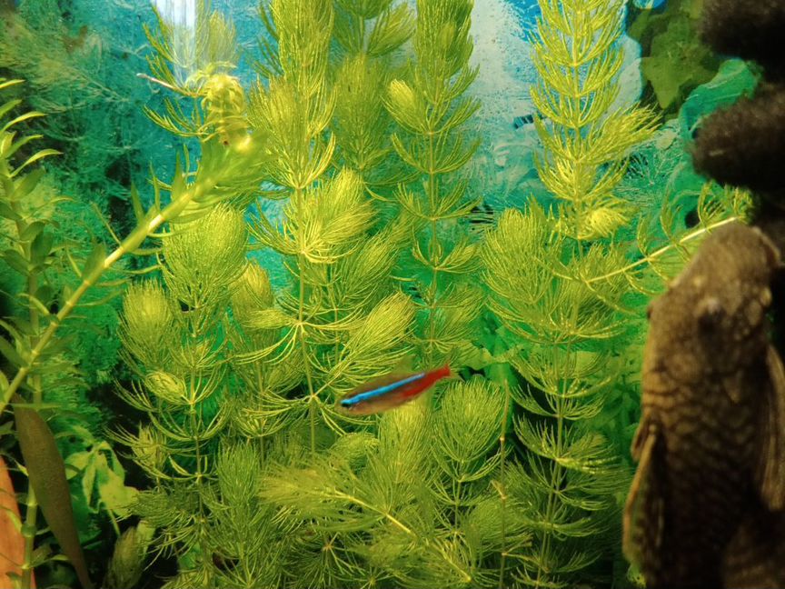 Аквариумное растение Кубинский роголистник