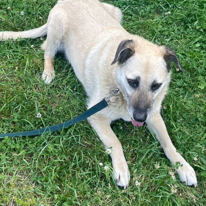 Взрослая собака в добрые руки