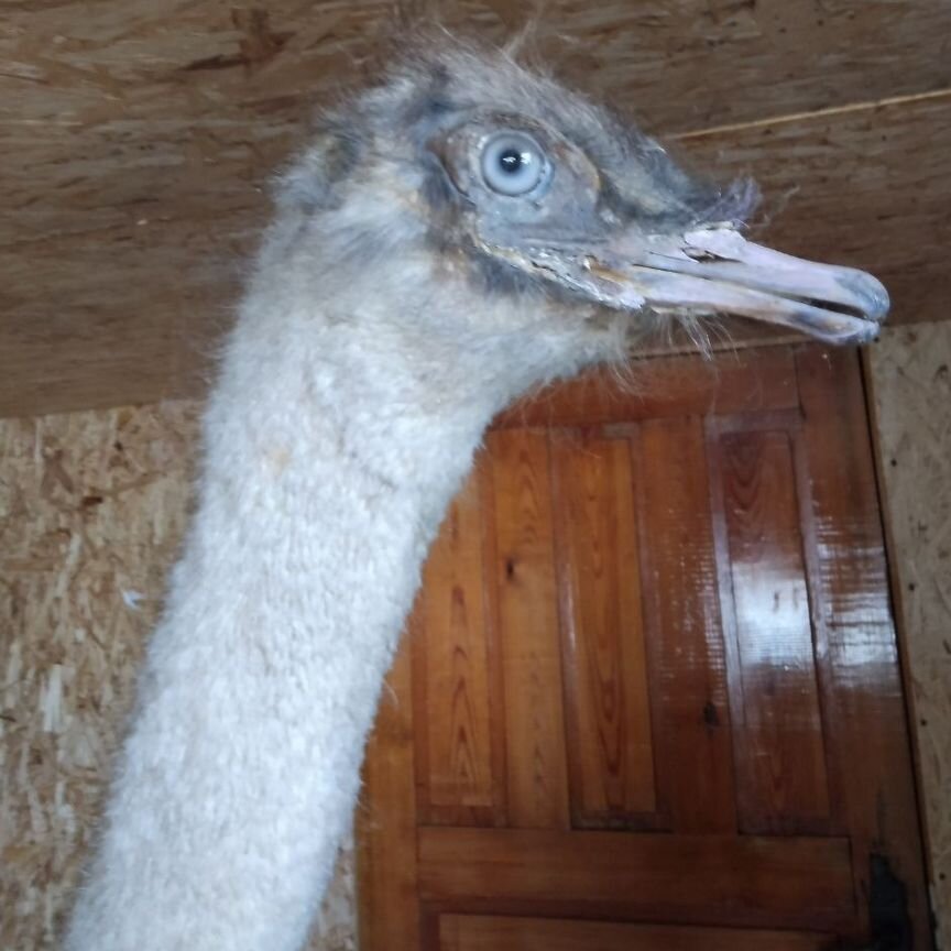 Чучело птицы