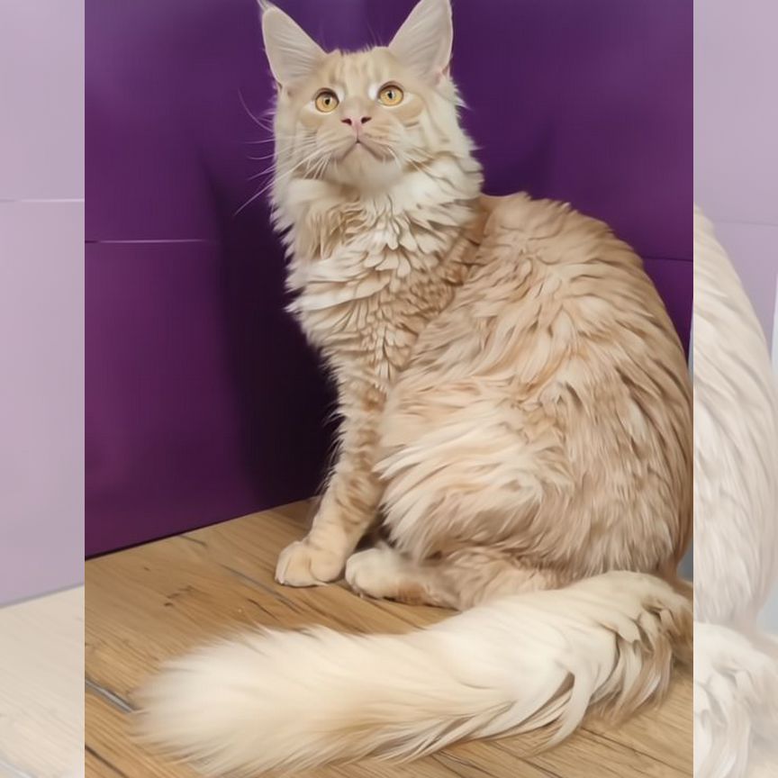 Мейн-кун, вязка