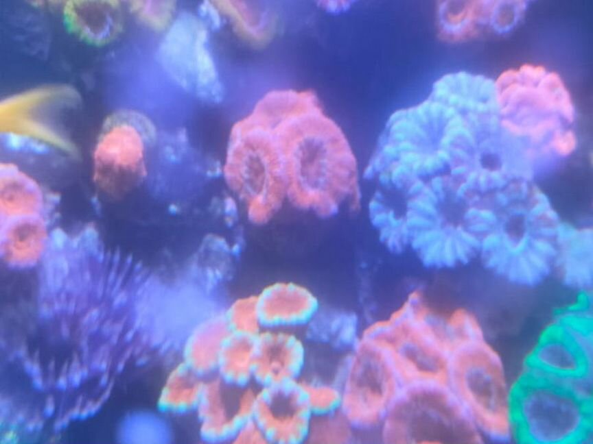 Корал акана австралийская