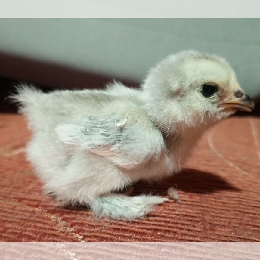 Цыплята карликовый кокинхин