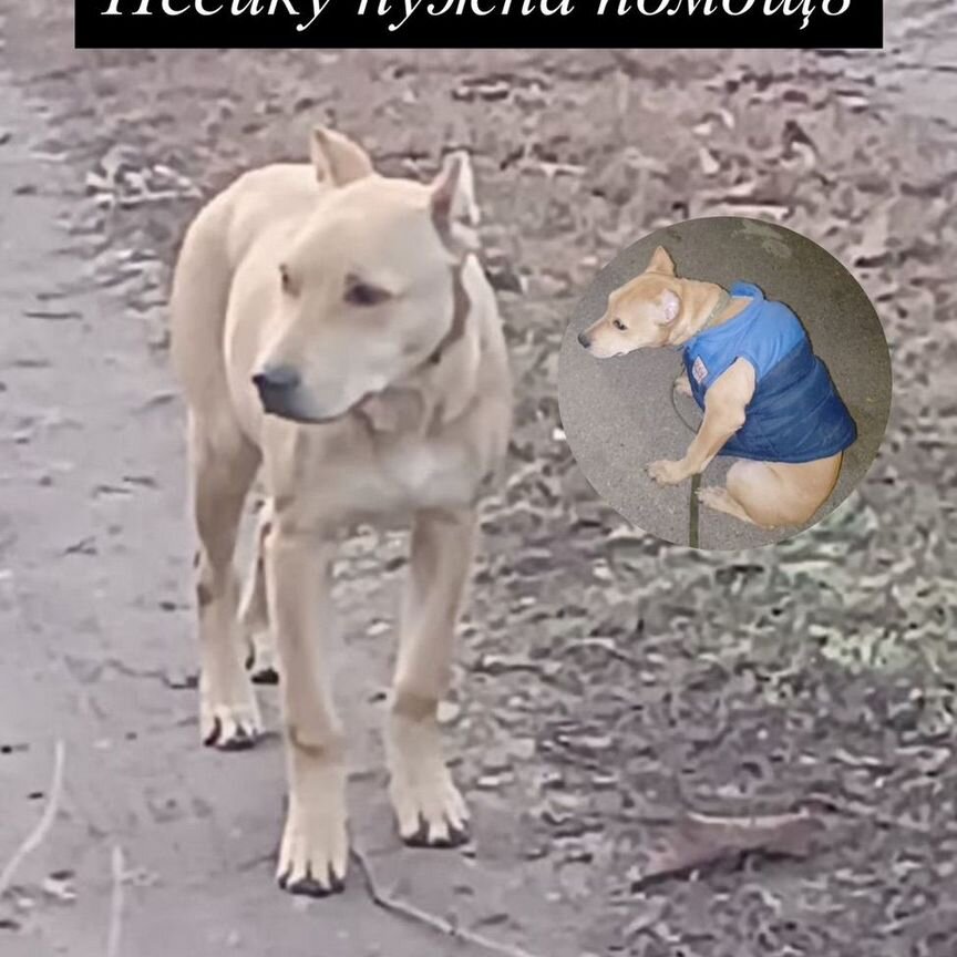Собака в добрые руки отдам бесплатно