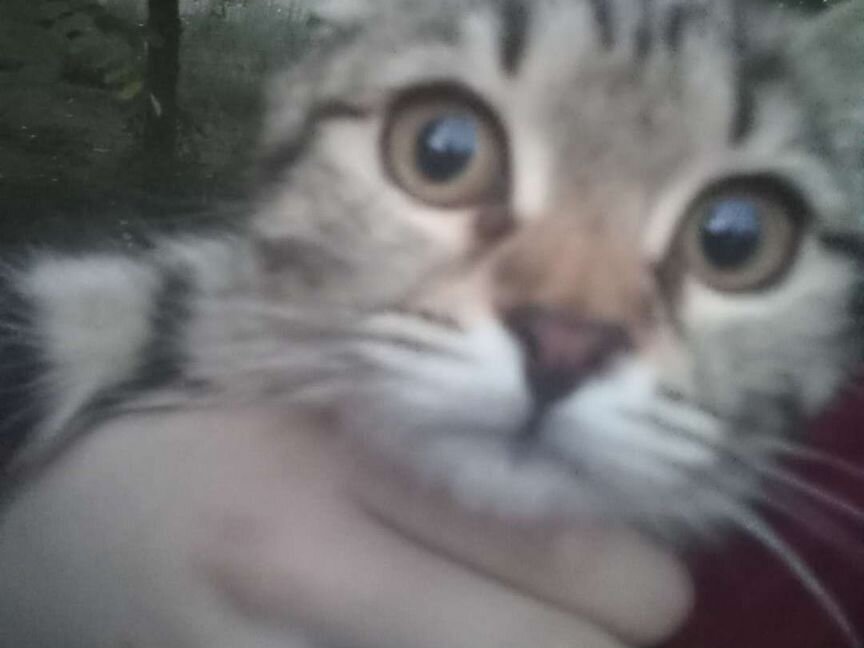 Очень ласковая кошка