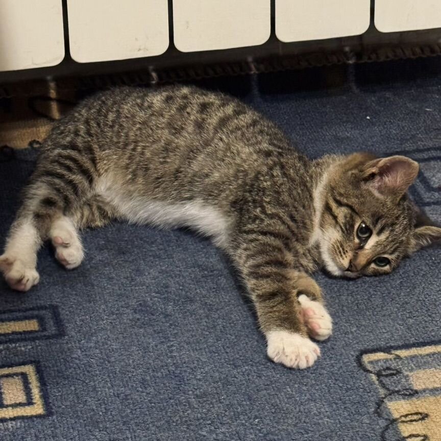 Котёнок в добрые руки