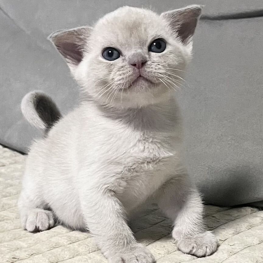 Европейский бурманский котёнок