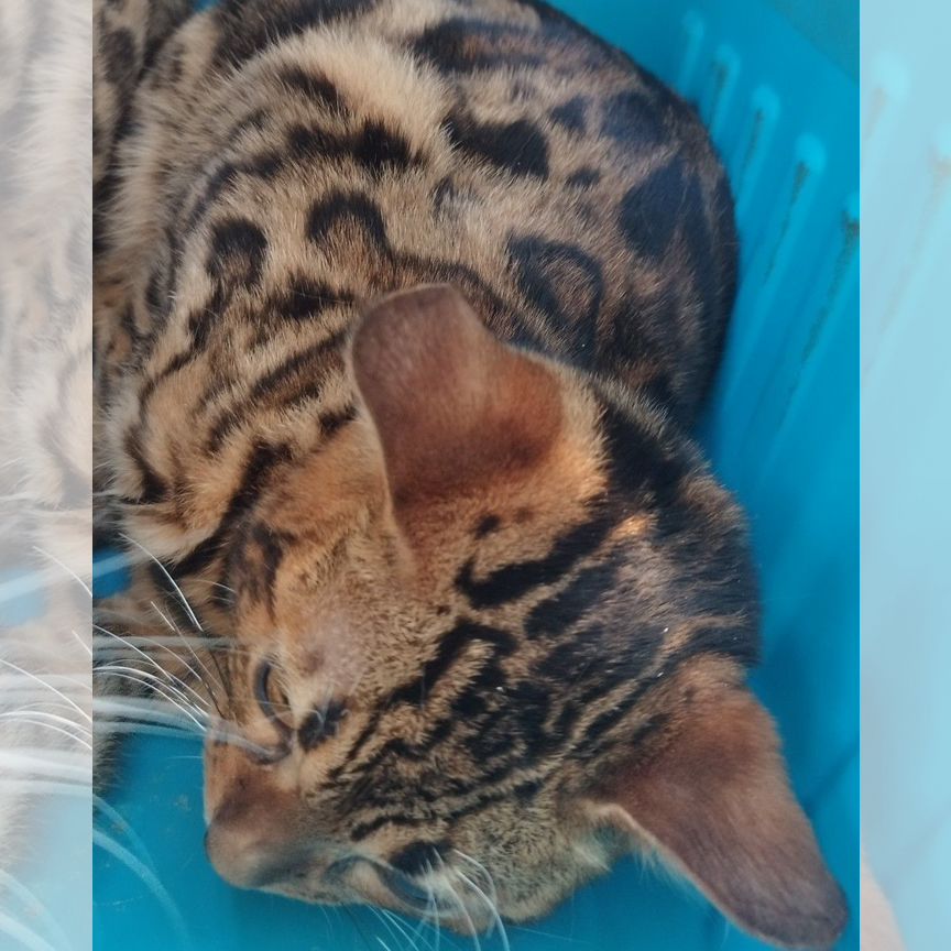 Бенгальская кошка