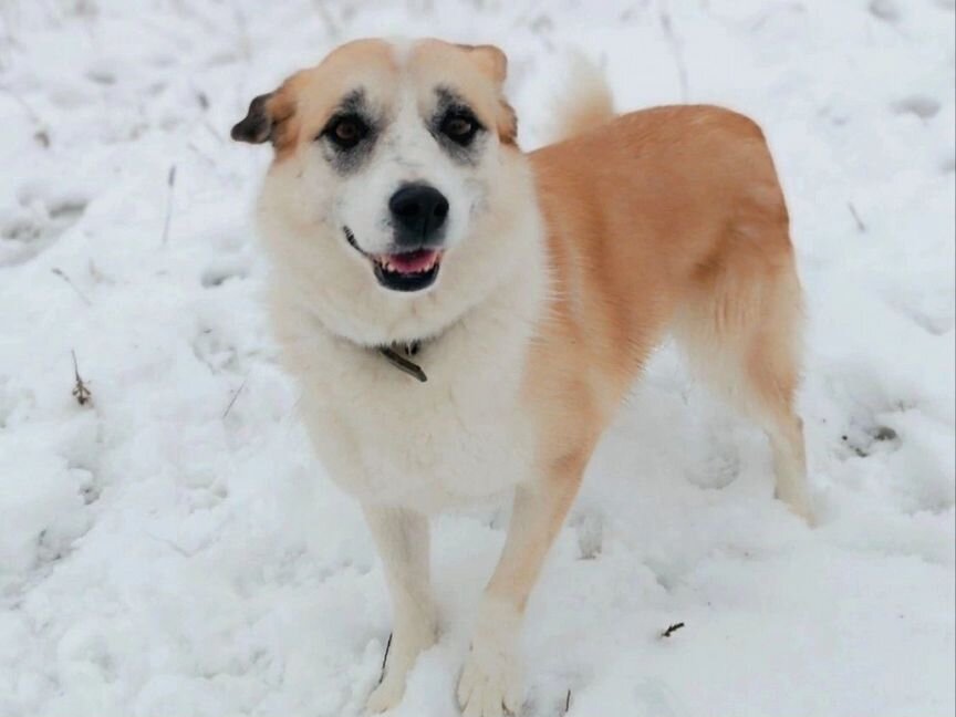 Снежка
