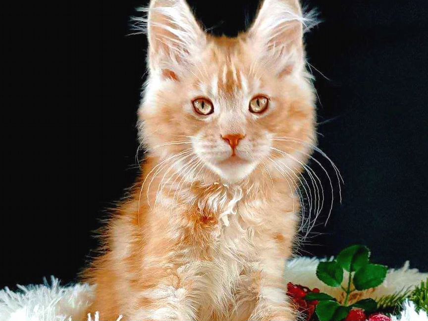 Котенок Мейн-кун (кошка 18.08)