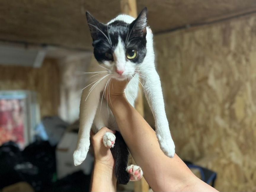 Кошка малышка Джулия из приюта в добрые руки