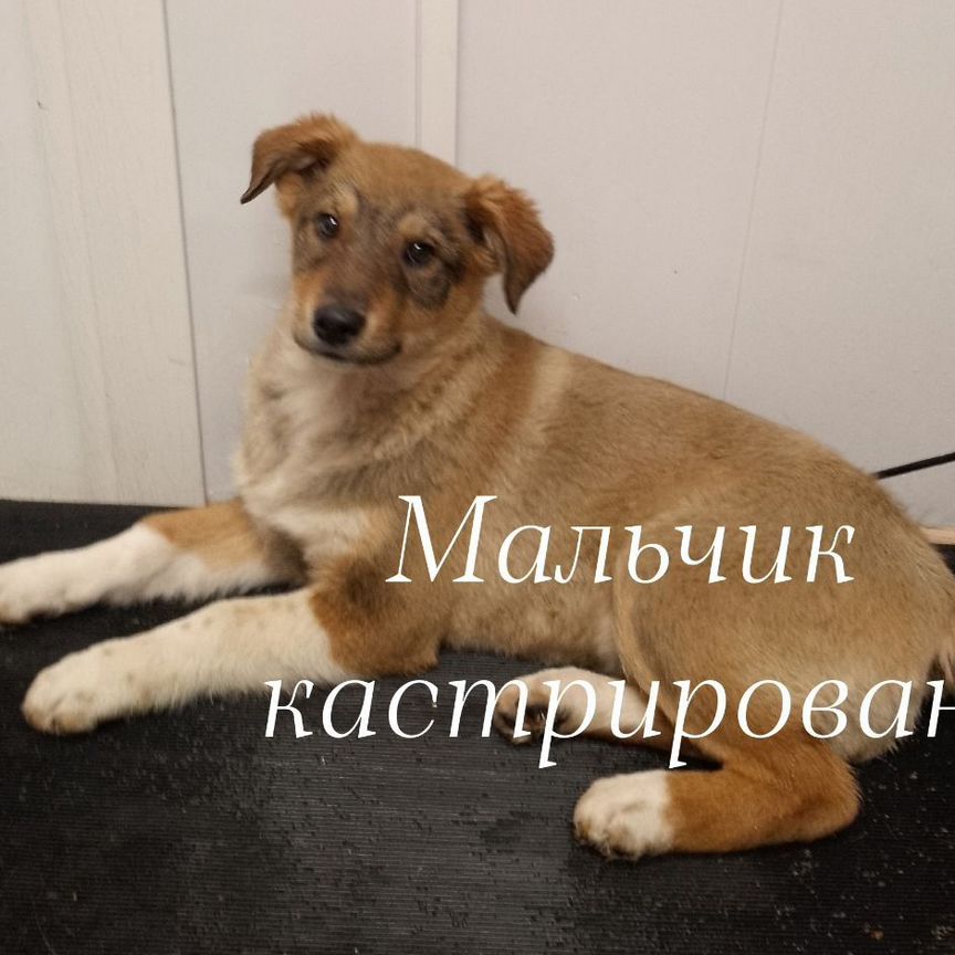 Щенок в добрые руки