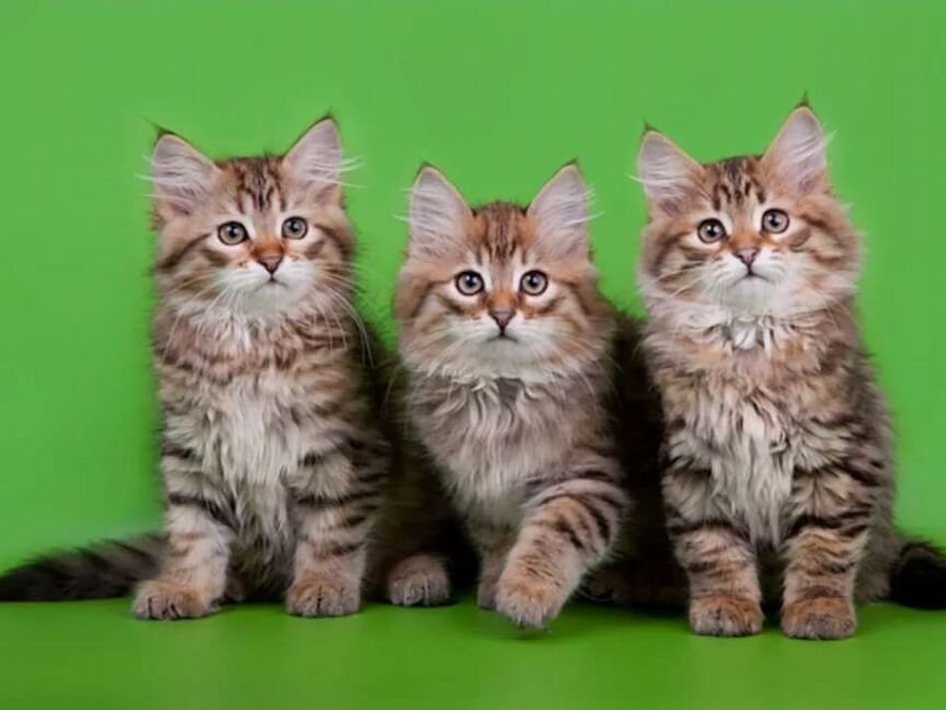 Котята сибирские в добрые руки бесплатно