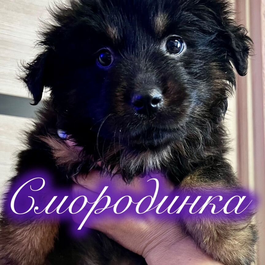 Щенок кудряшка бесплатно