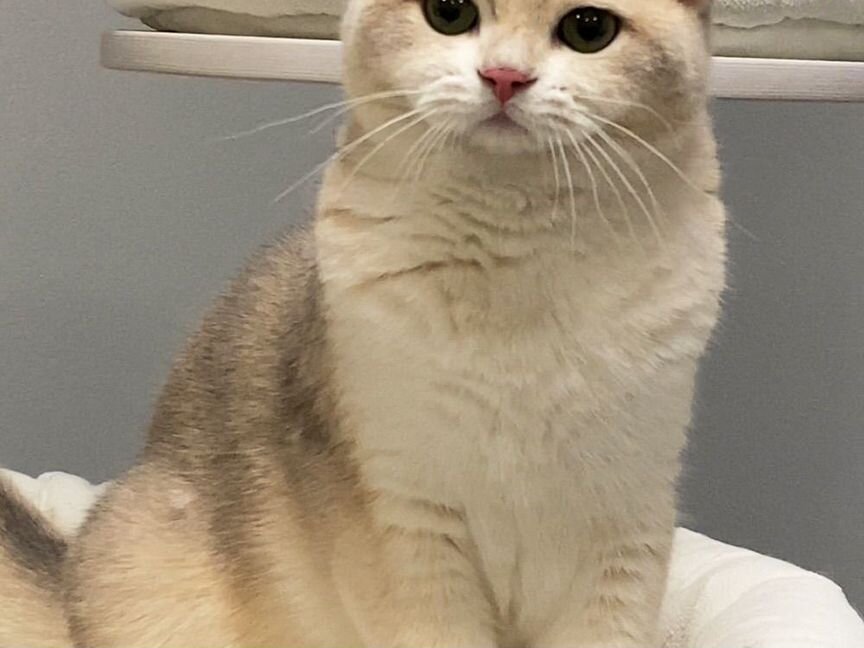 Кот голубая золотая шиншилла