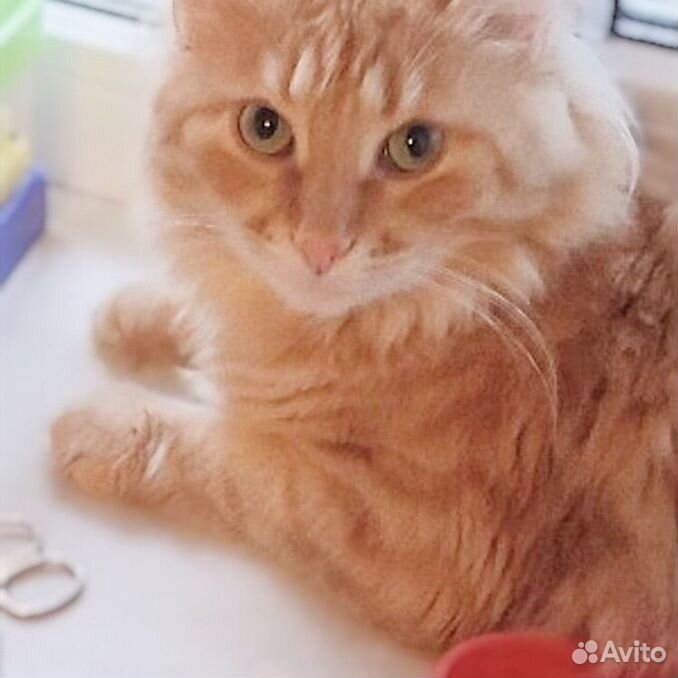 Котик отказник на усыпление