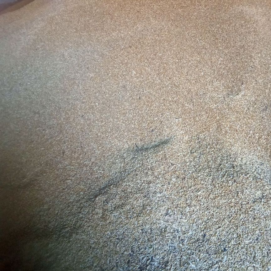 Зерно,Ячмень, Пшеница