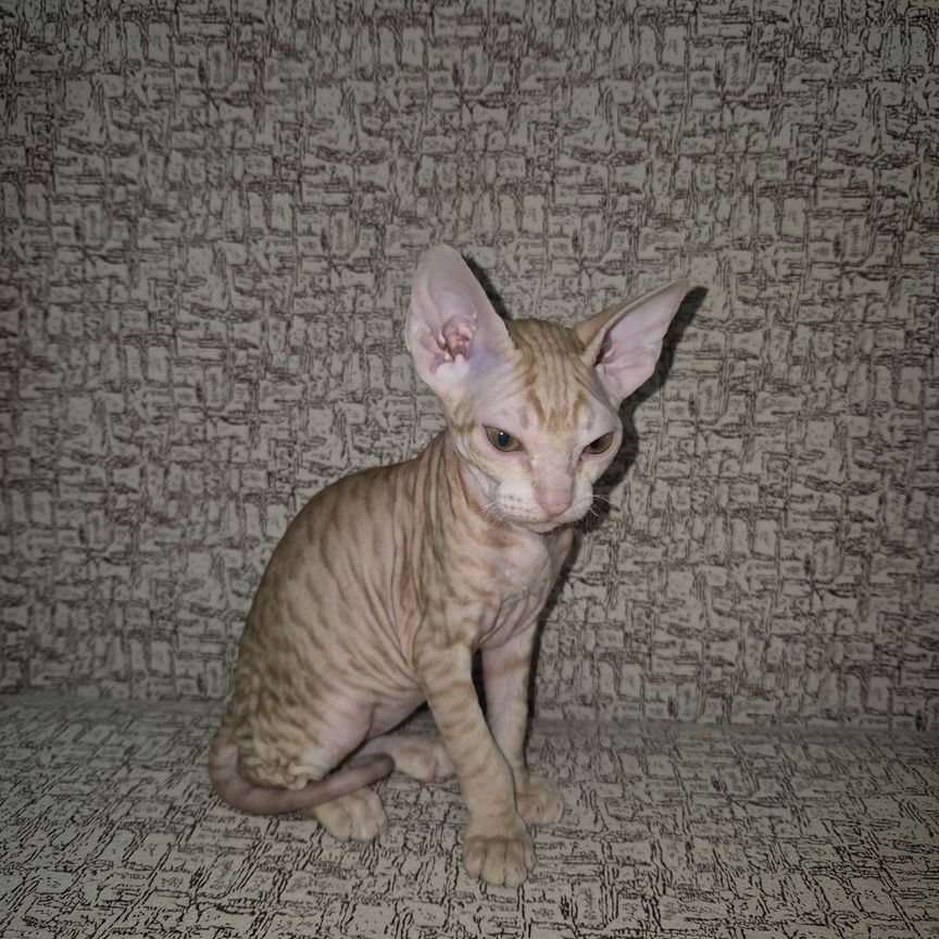 Котёнок сфинкс