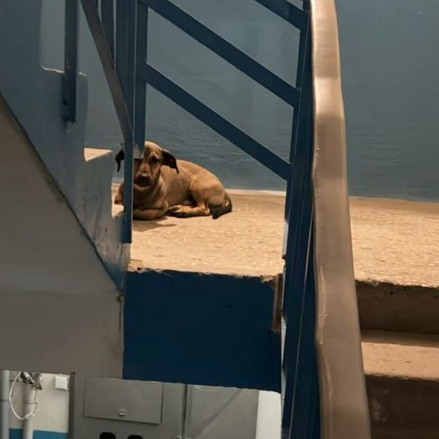 Собака. Приберите малыша