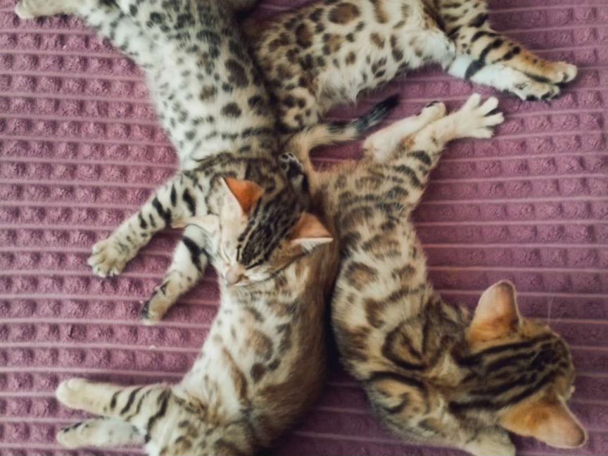 Продаю бенгальского котенка (мальчик)