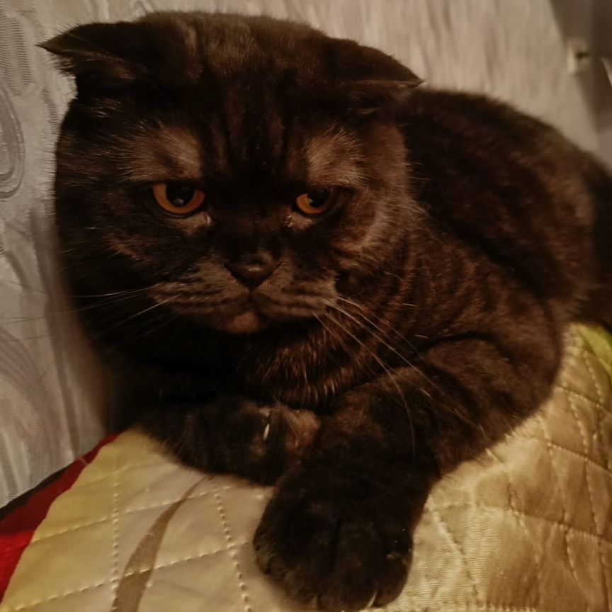 Шотландский вислоухий кот в добрые руки