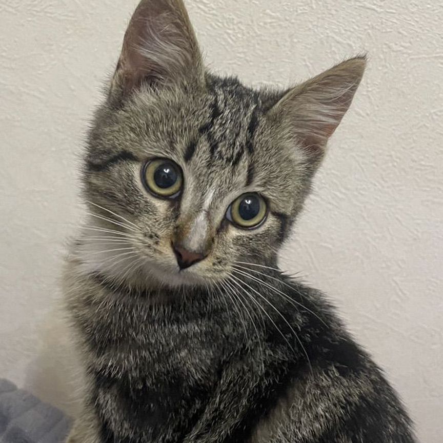 Котенок 4 месяца