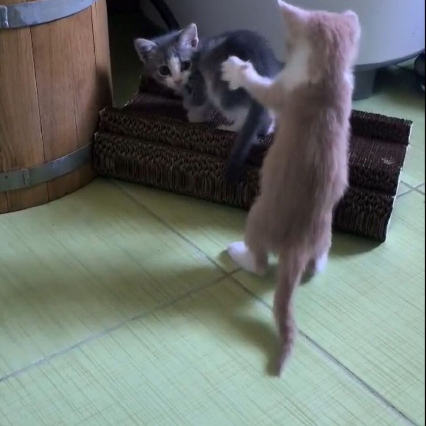 Игривые котята в добрые руки