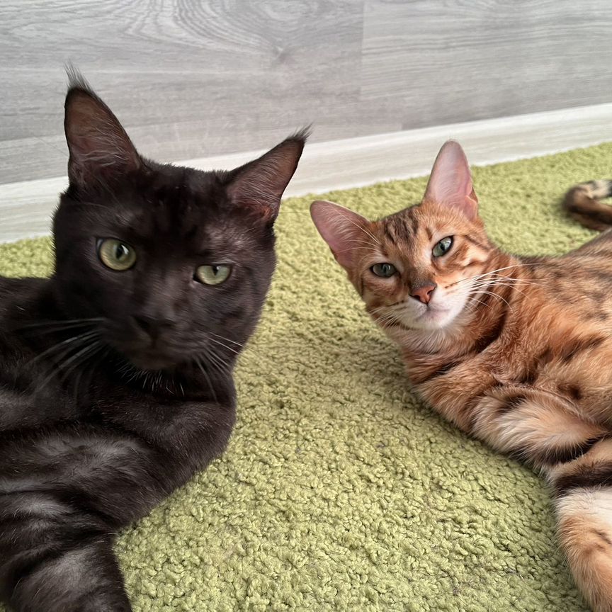 Отдам кота и кошку в добрые руки
