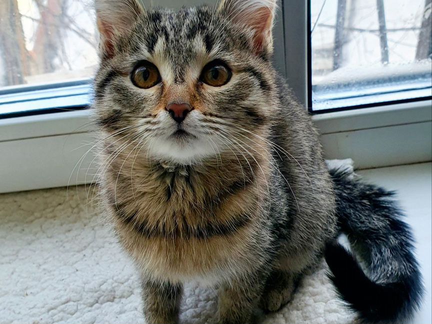 Котёнок Лисенок 3-4 мес