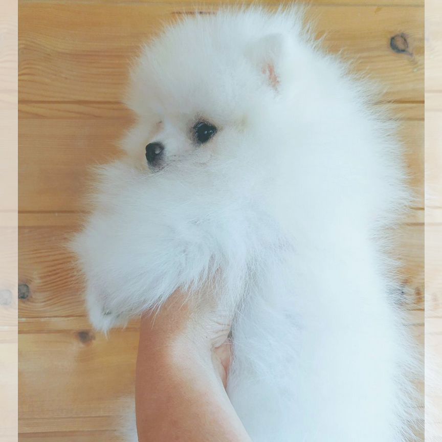 Белоснежная девочка шпиц