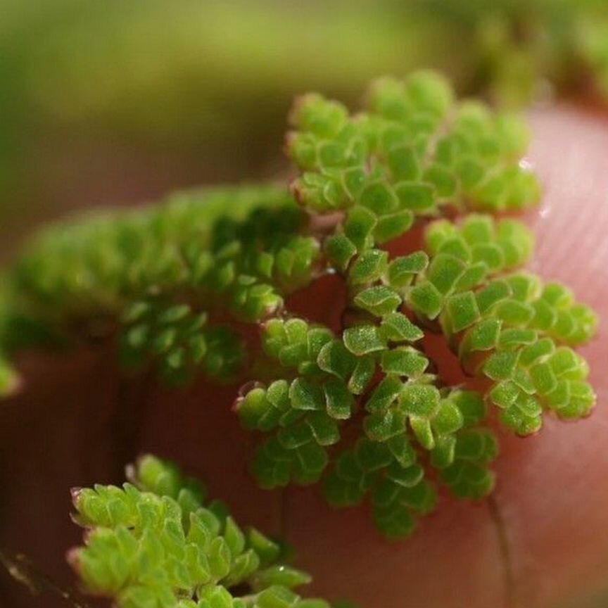 Азоллу каролинская - плавающее растение