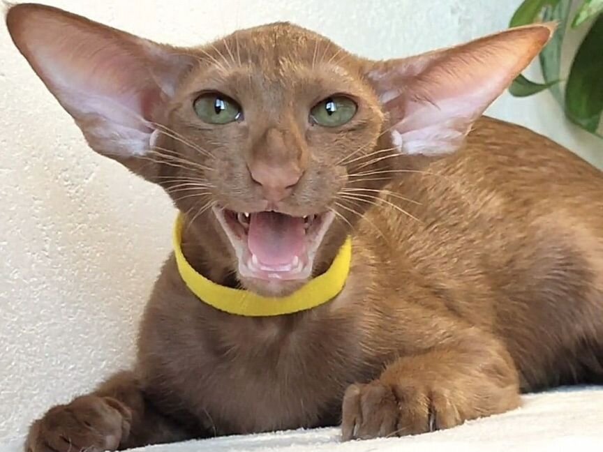 Ориентальные котят в экстрим и современном типе