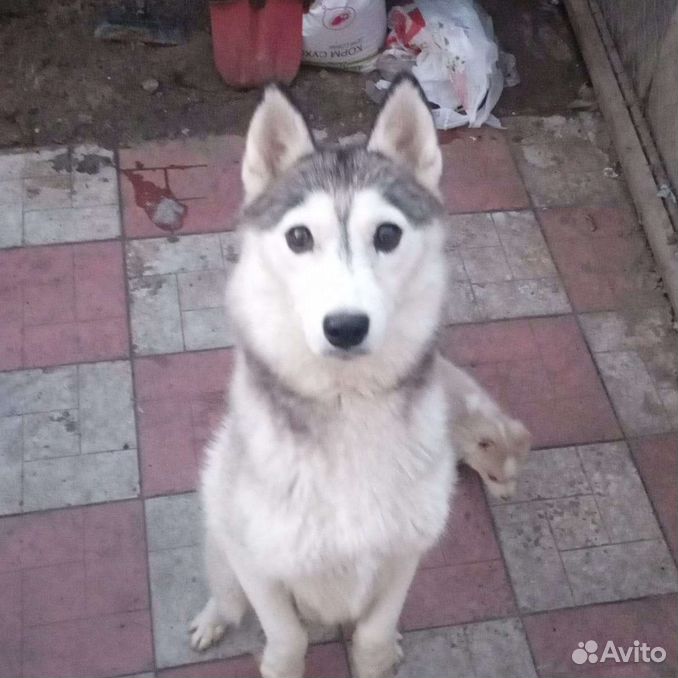 Хаски в поисках любящей семьи