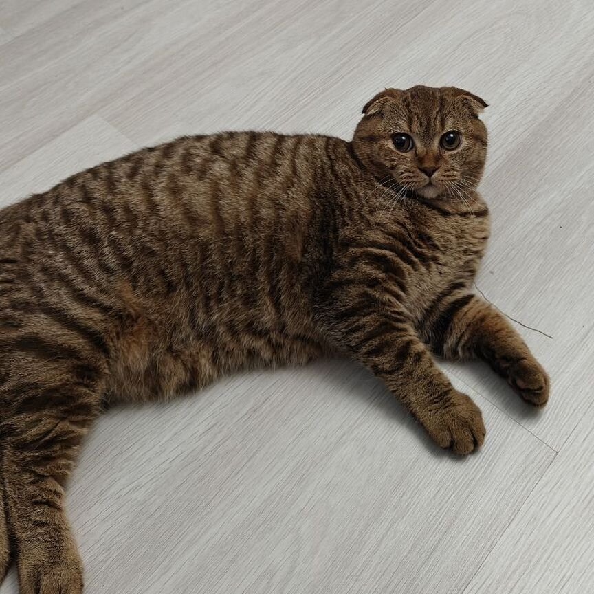 Котёнок шотландский 7,5 месяцев