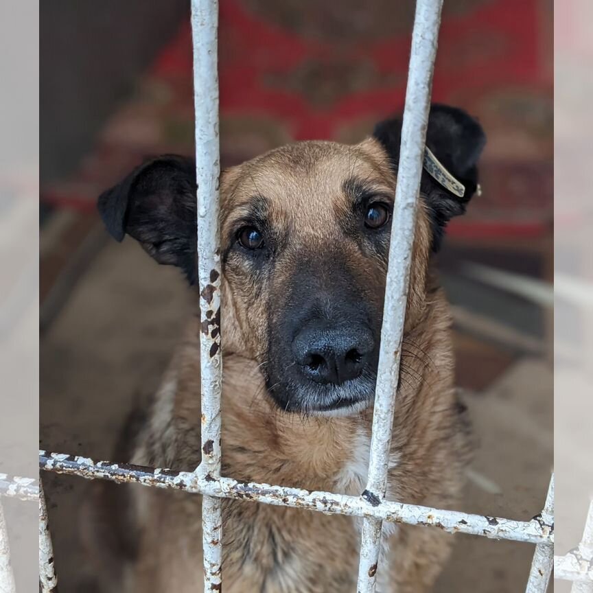 Взрослый пёс в добрые руки