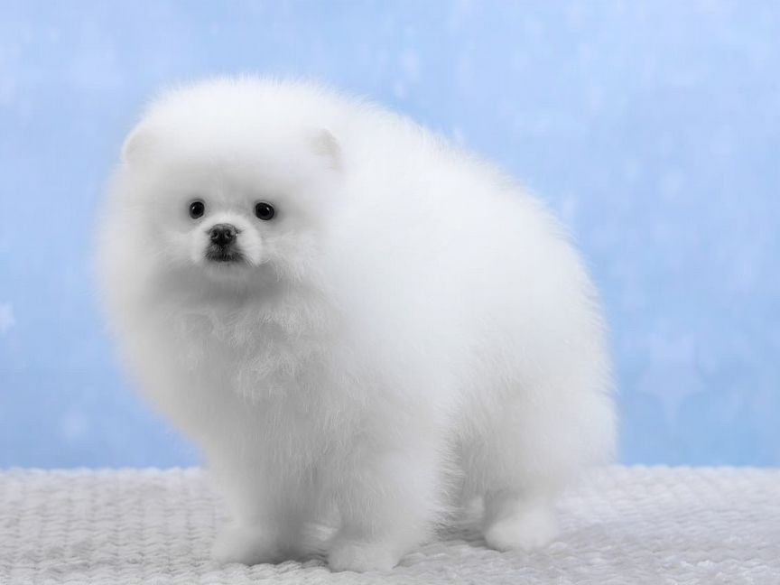 Померанский шпиц мишка