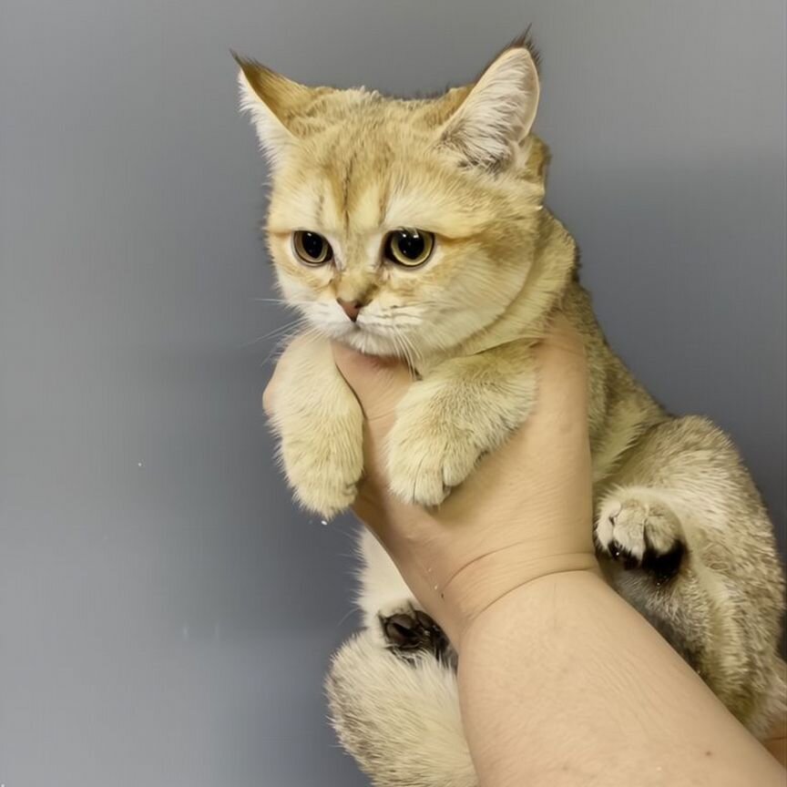 Шотландский прямоухий короткошёрстный котёнок