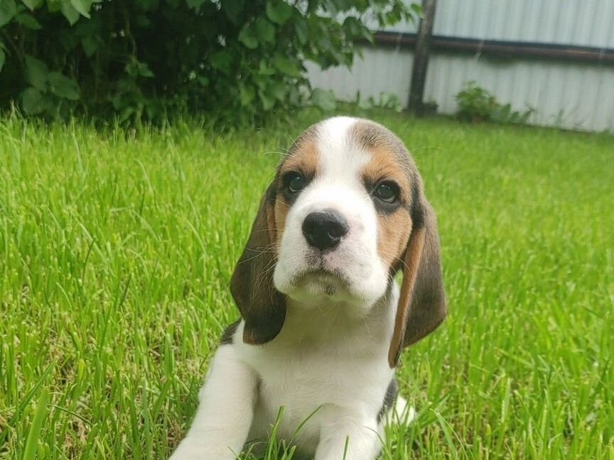 Щенки бигль