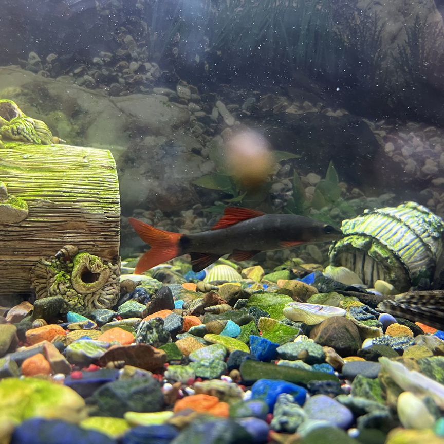 Рыбка лабео