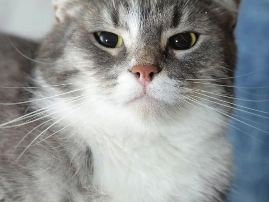 Кошки в добрые руки бесплатно