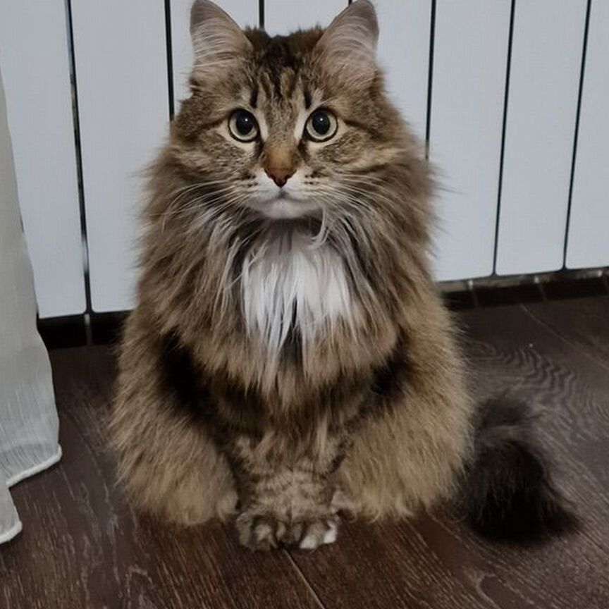 Кошки в добрые руки