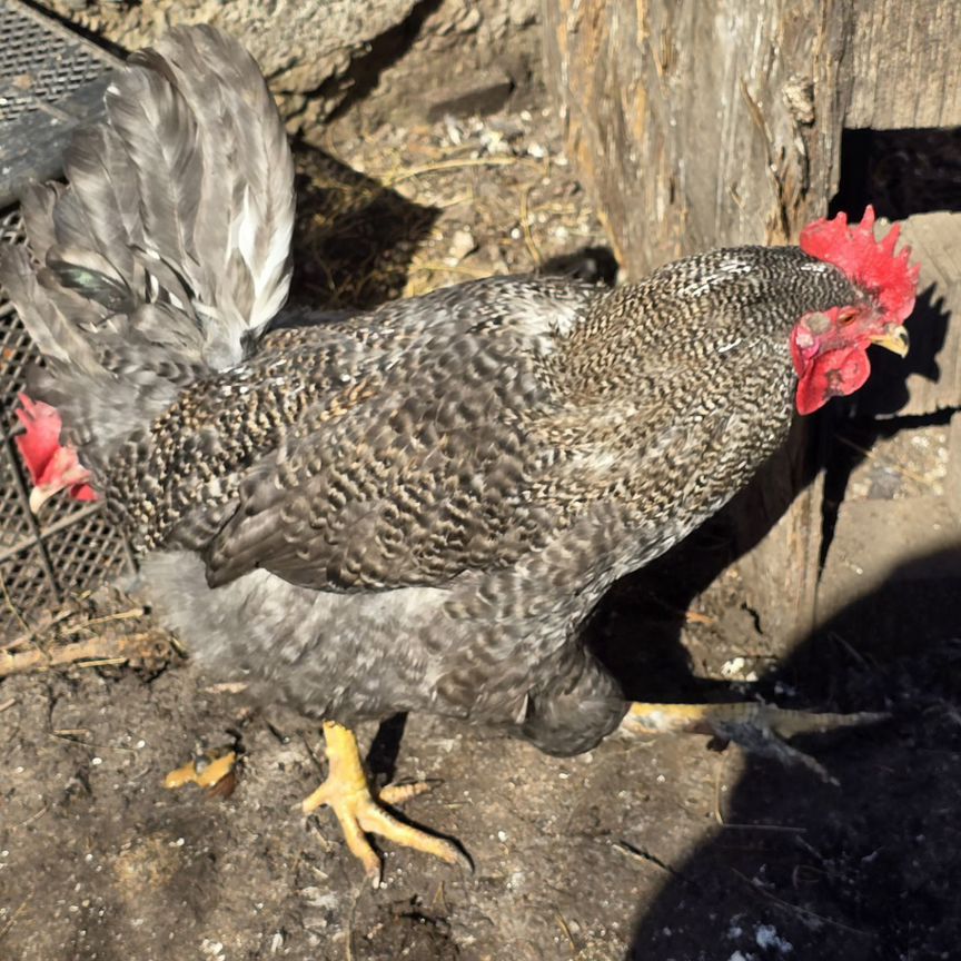 Молодые петухи