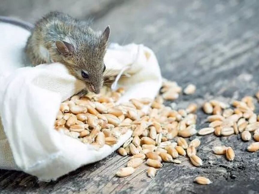 Отрава для мышей и крыс