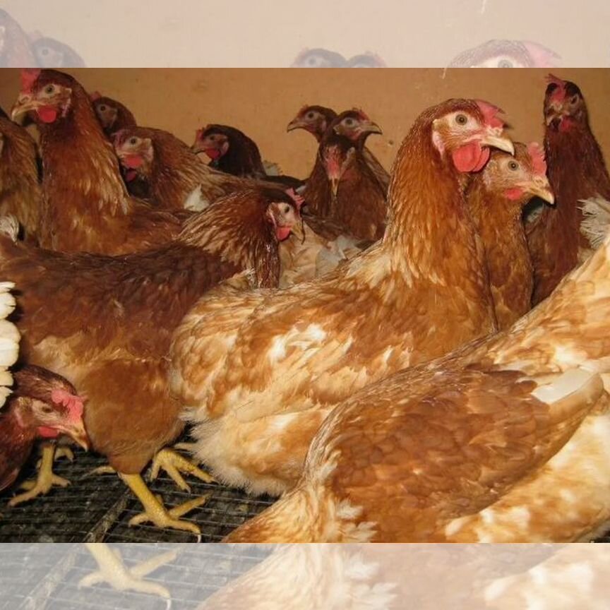 Куры несушки кубанские красные