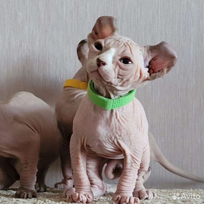 Канадский сфинкс Эльфики