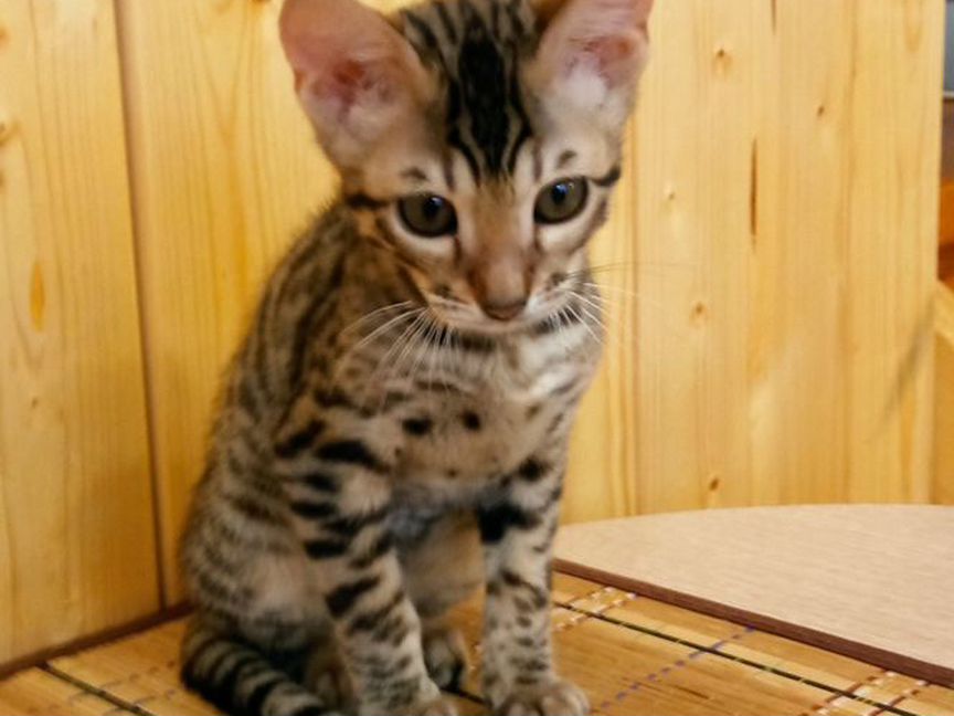 Саванна котята