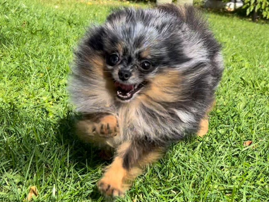 Джонсик.Мини шпиц мерле с видео и доставкой